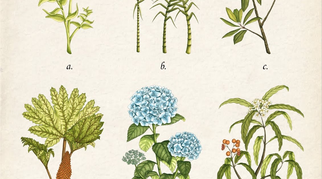 Flora invasora de las Islas Azores - Mireia Espuñes Capdevila