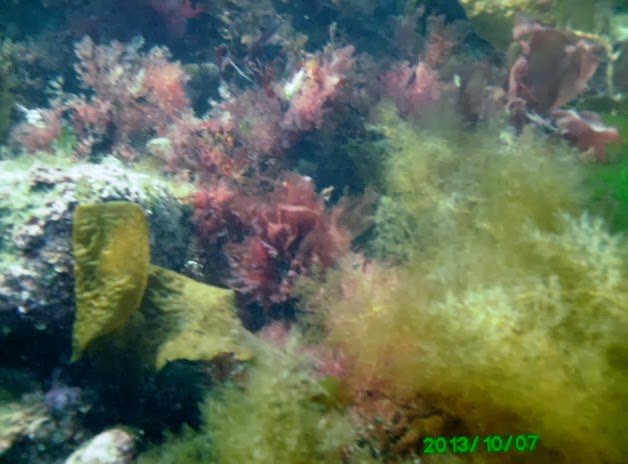 Island farming in the Falkland Islands: Diving Buddy