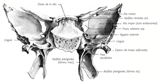 Morfofunción: Cabeza y cuello: Esfenoides