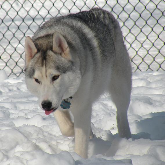 Pawprint Living: Tikaani