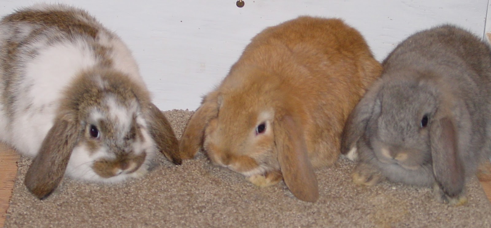 Rabbit & Cavy Clinics!