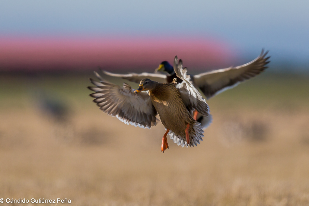 ANADE REAL - Anas Platyrhynchos | Observatorio de la Naturaleza