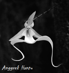 Anggrek Hantu "Ghost Orchid" - Bunga Unik - Alam Mentari