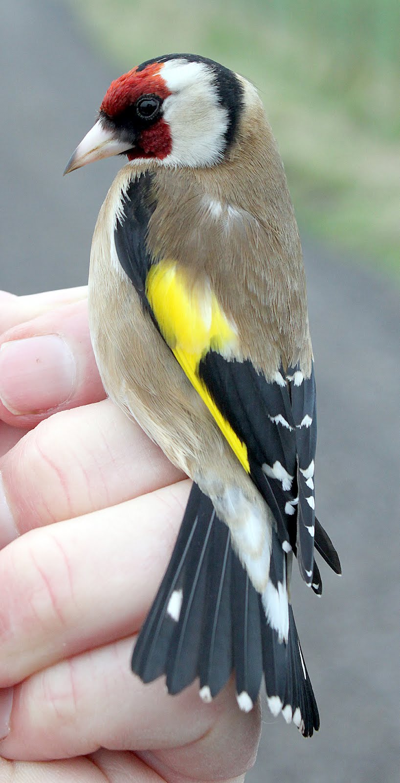 Another Bird Blog: Yellow Not Rustic