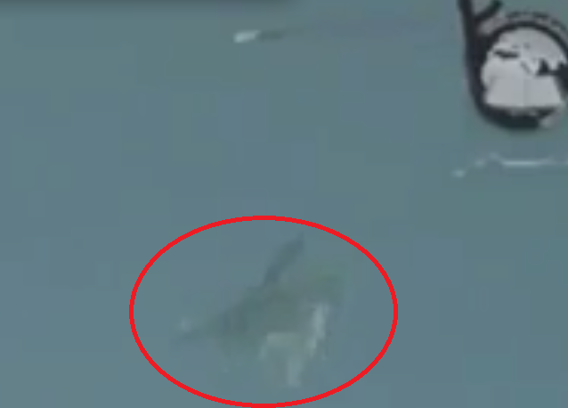 7 Mysterious Flying Creatures and Things Caught on Camera | Evortless