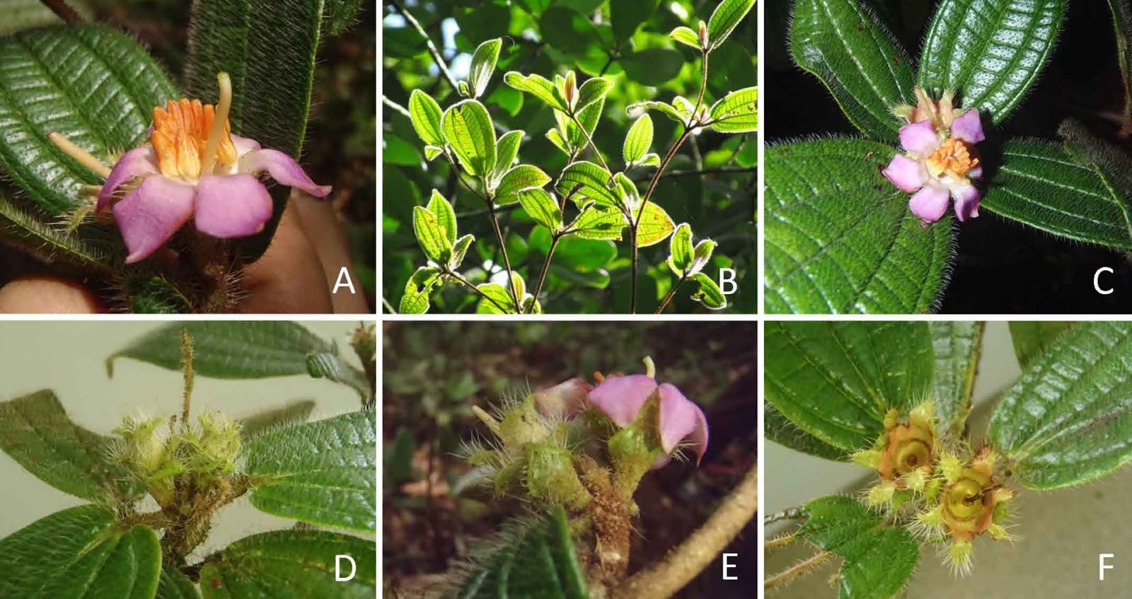 Species New to Science: [Botany • 2018] Blakea echinata ...