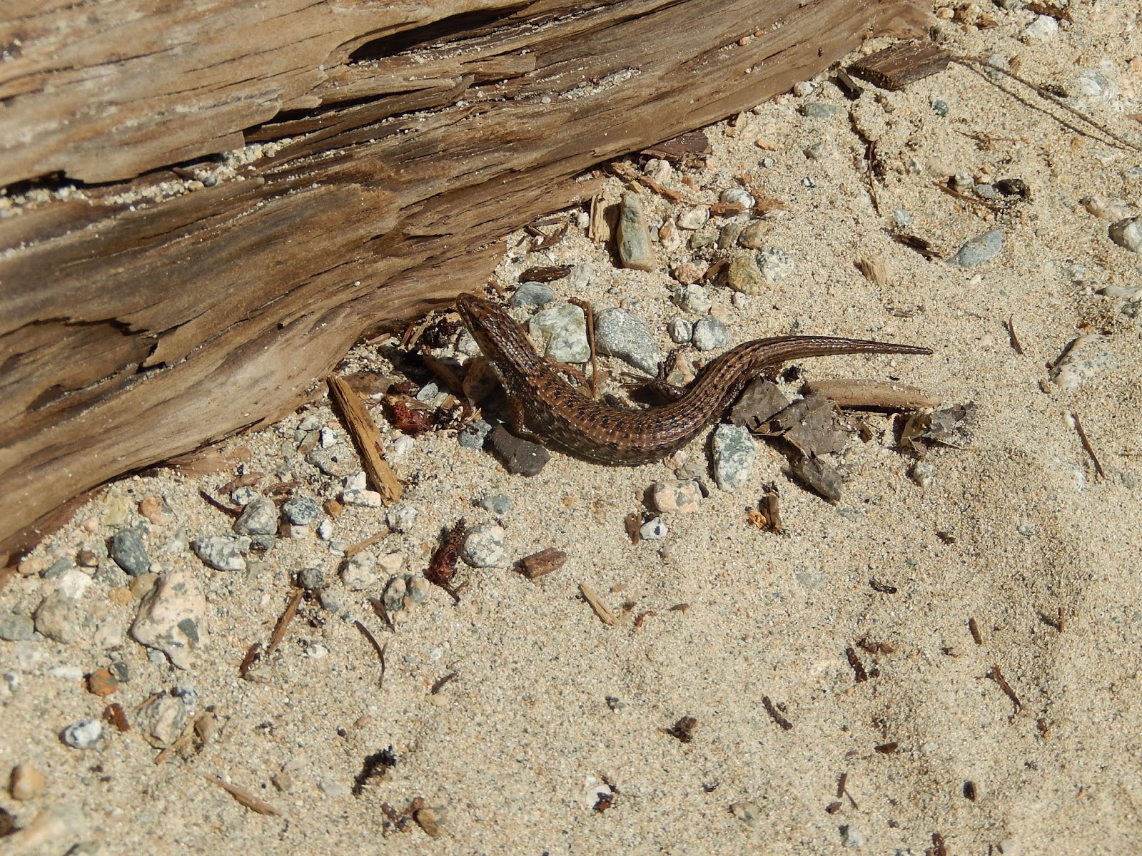Powell River Books Blog: Coastal BC Animals: Western Alligator Lizard