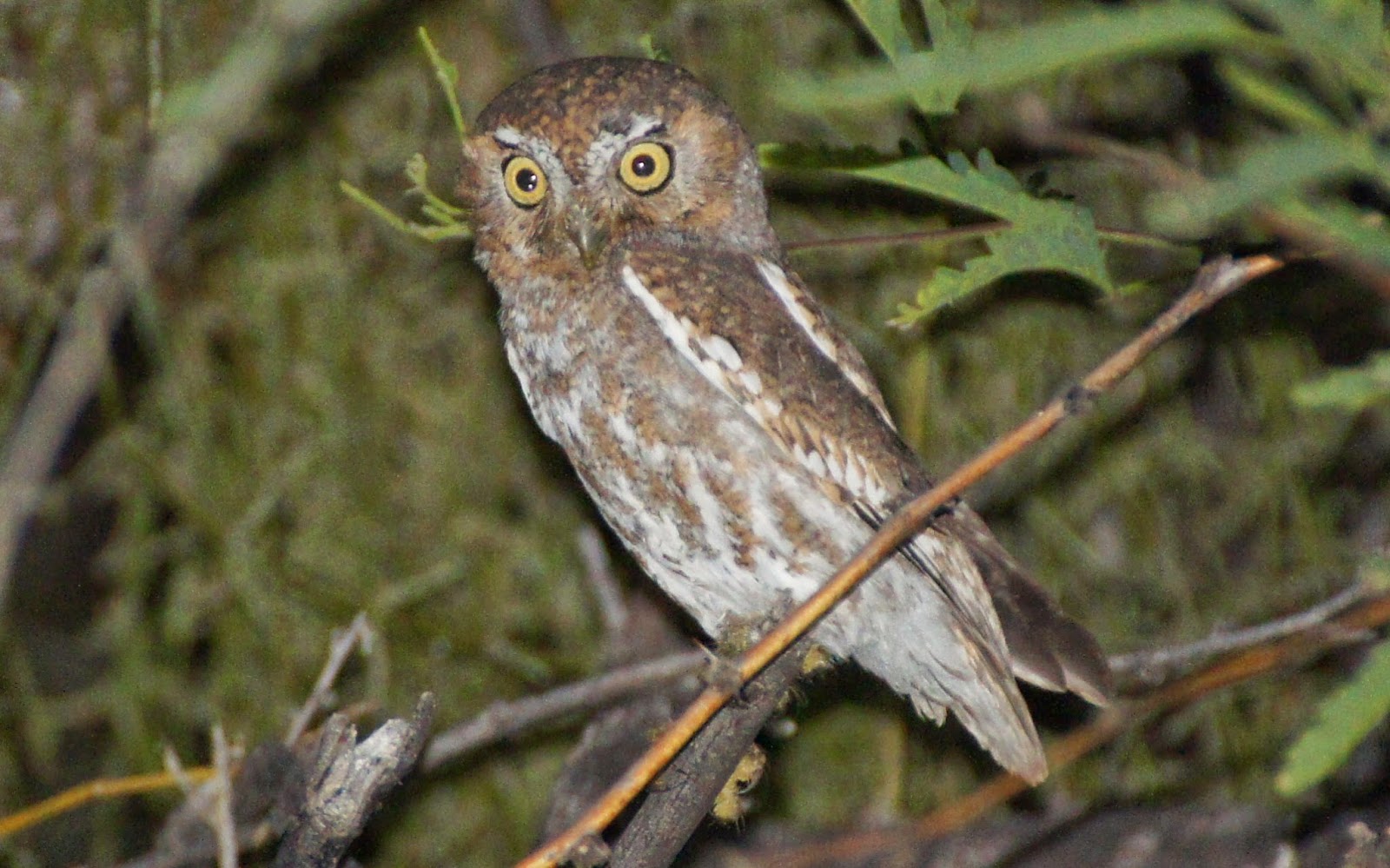 Tommy D's Birding Expeditions: Owling Arizona: 15 Ways to Become Better ...