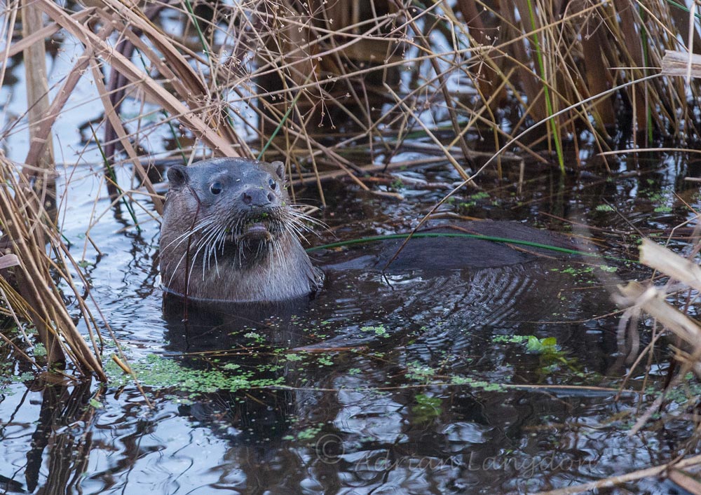 images-naturally!: Otter at Walmsley bird sanctuary.
