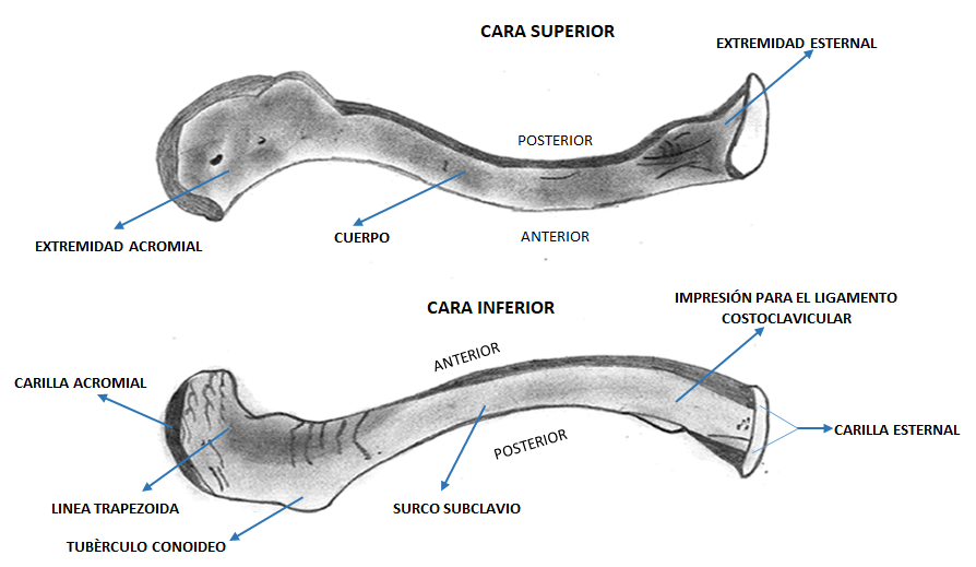 ANATOMIA RADIOLOGICA: 1. MIEMBRO SUPERIOR