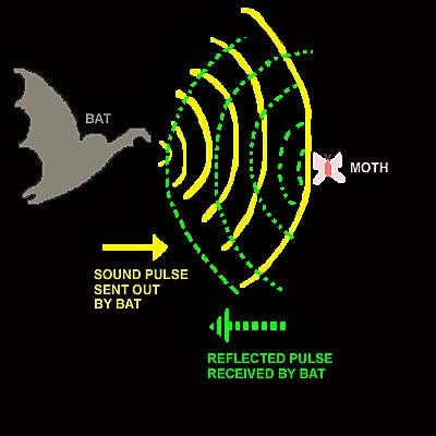 Noreen Moin: Echolocation in Mammals