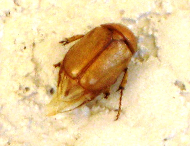 Xtremehorticulture Of The Desert Is This Brown Beetle A Pest In My Garden