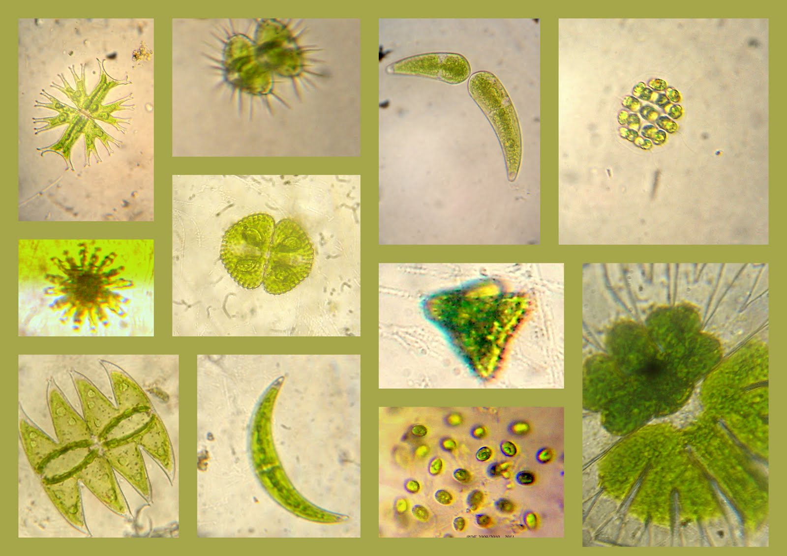 Cultivo de Microalgas em Fotobiorreatores: Microalgas...