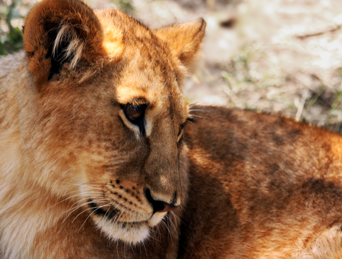 travelswithkathleen: Lion walk