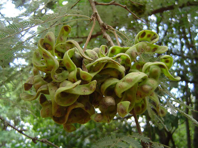 කටු අන්දර [Katu Andara] (Dichrostachys cinerea) ~ අපේ ඔසුපැළ Medicinal ...