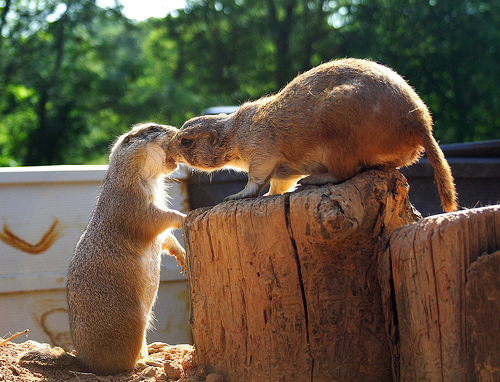 Adorable animals kissing | Amazing Creatures