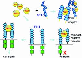 Nephron Power: In the NEWS: A novel treatment for Pre eclampsia- A ...