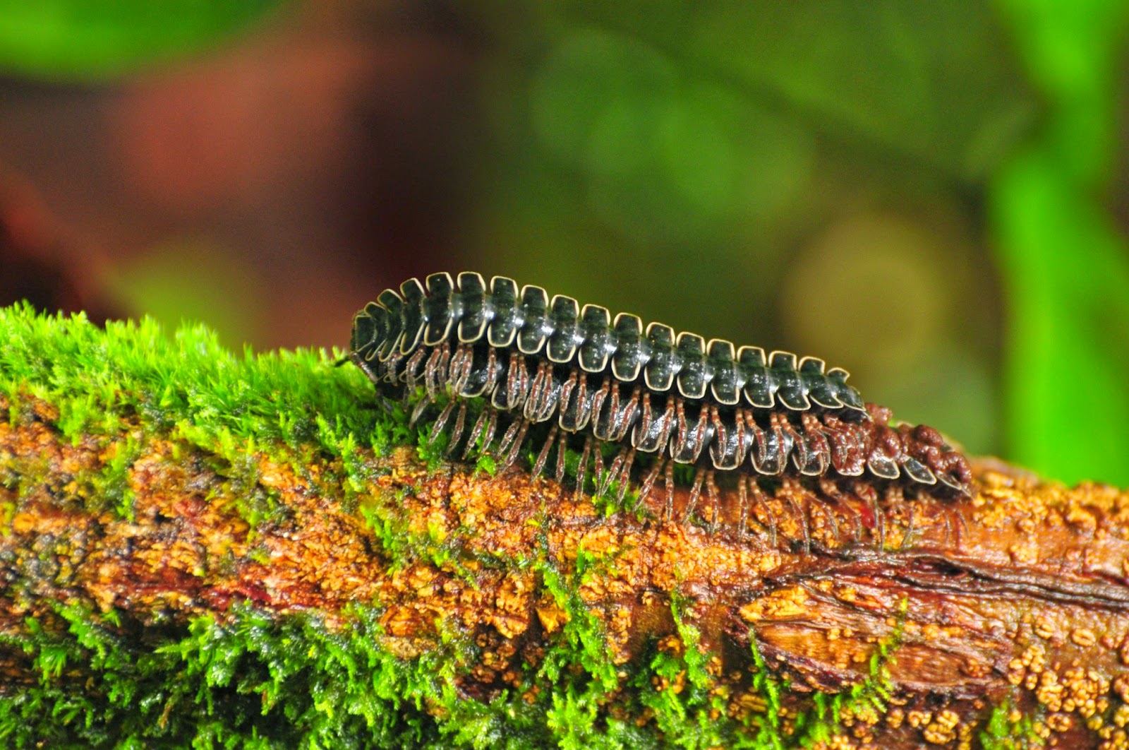 Fieggentrio: De duizendpoot en de miljoenpoot.