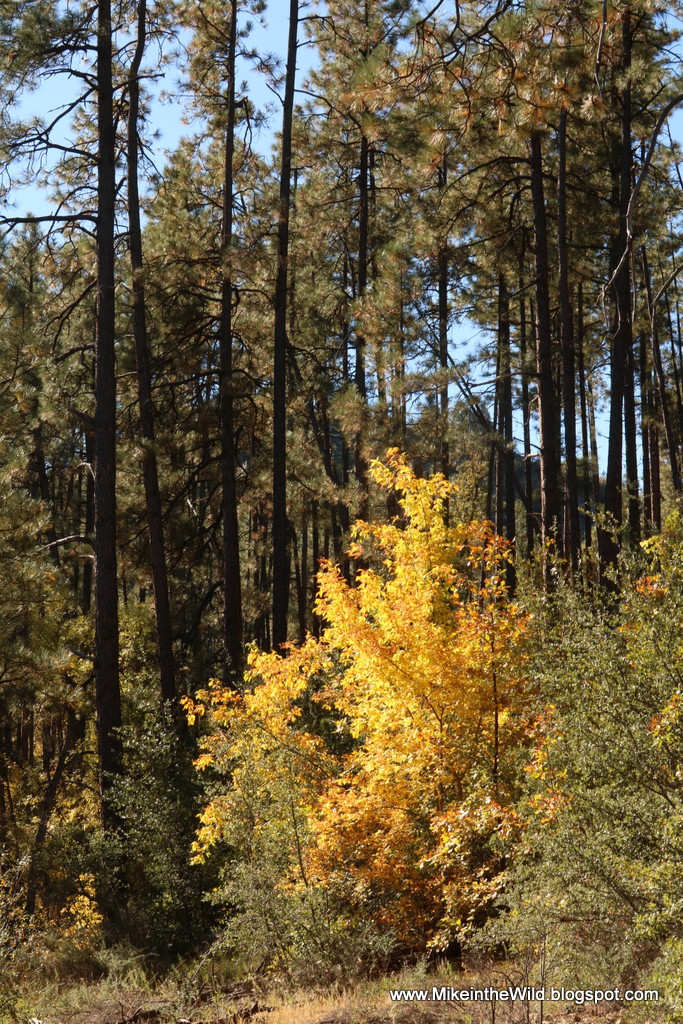 Mike in the Wild: Autumn Colors along Prescott's Willow Creek