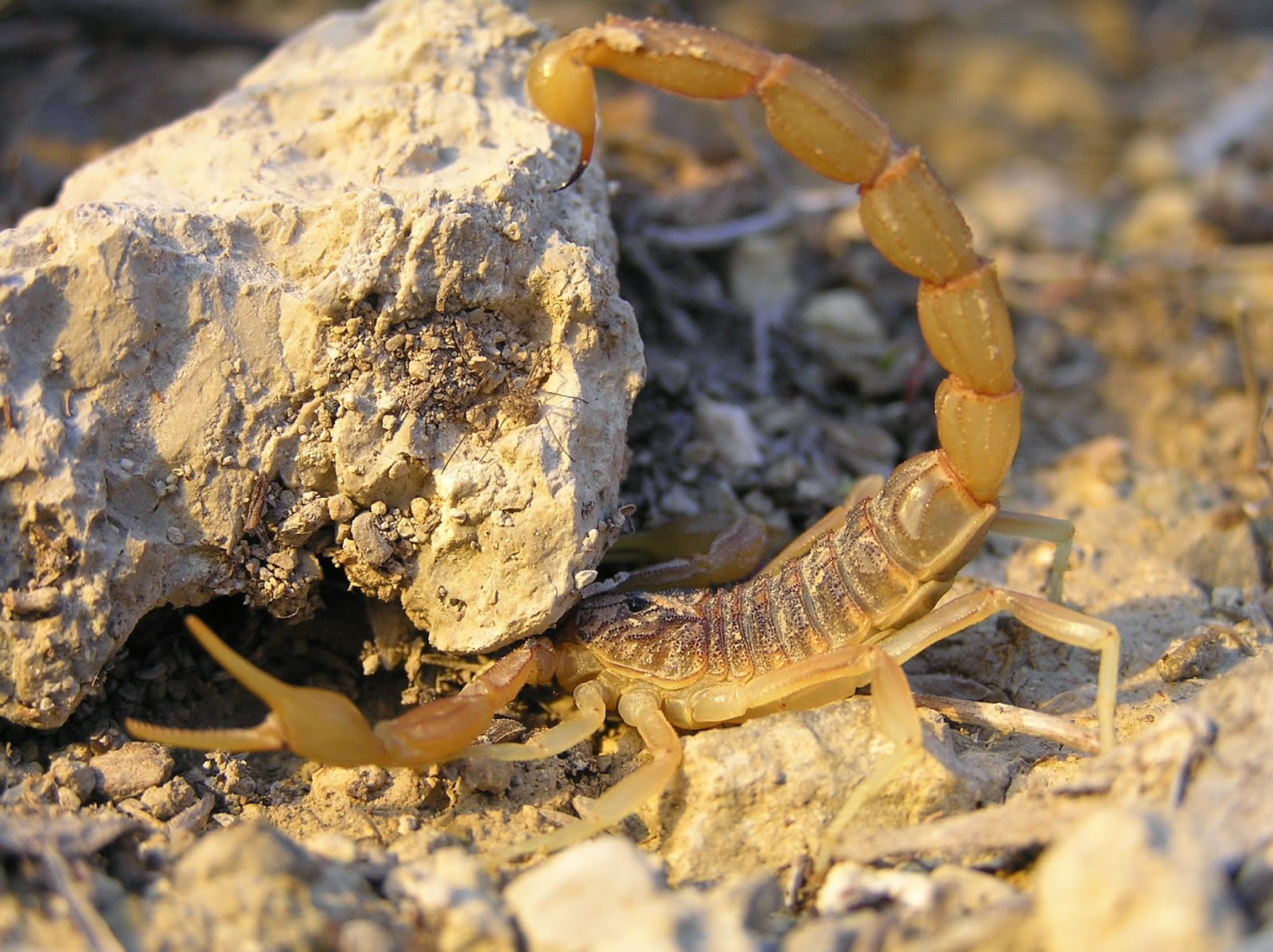 Alma biológica: El alacrán