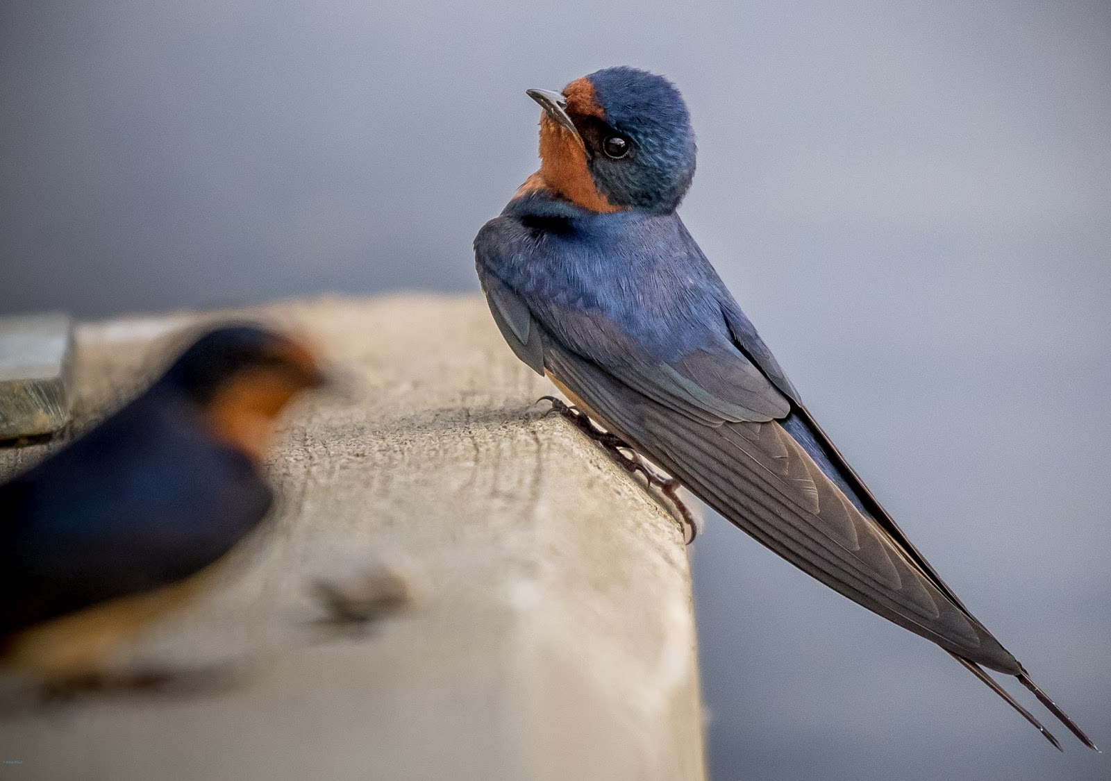 Feather Tailed Stories: Barn Swallow