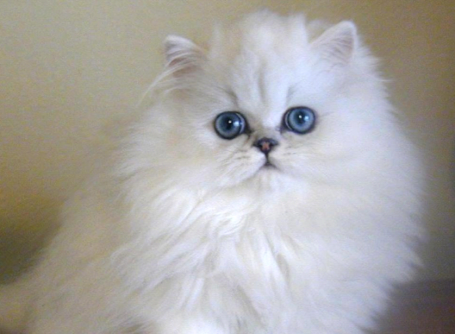 The Cat Shirazi | All knowing