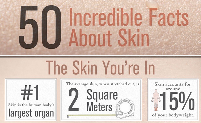 50 Incredible Facts About Skin #infographic - Visualistan