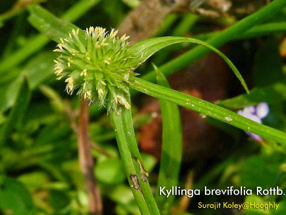 Medicinal Plants: Kyllinga brevifolia shortleaf spikesedge