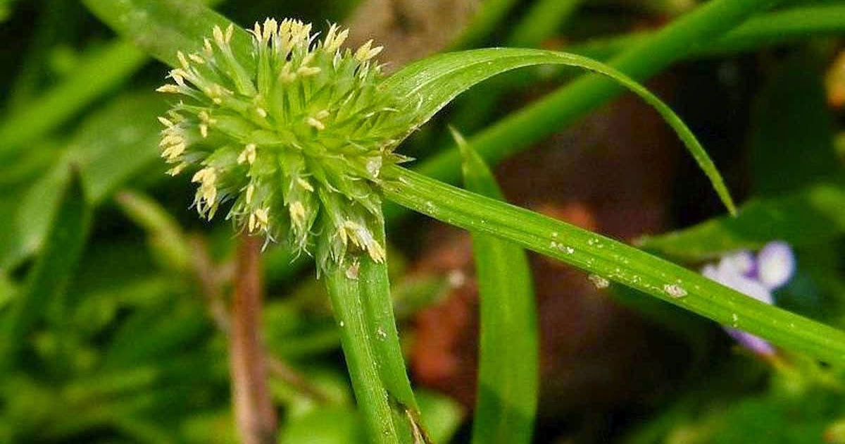 Medicinal Plants: Kyllinga brevifolia shortleaf spikesedge
