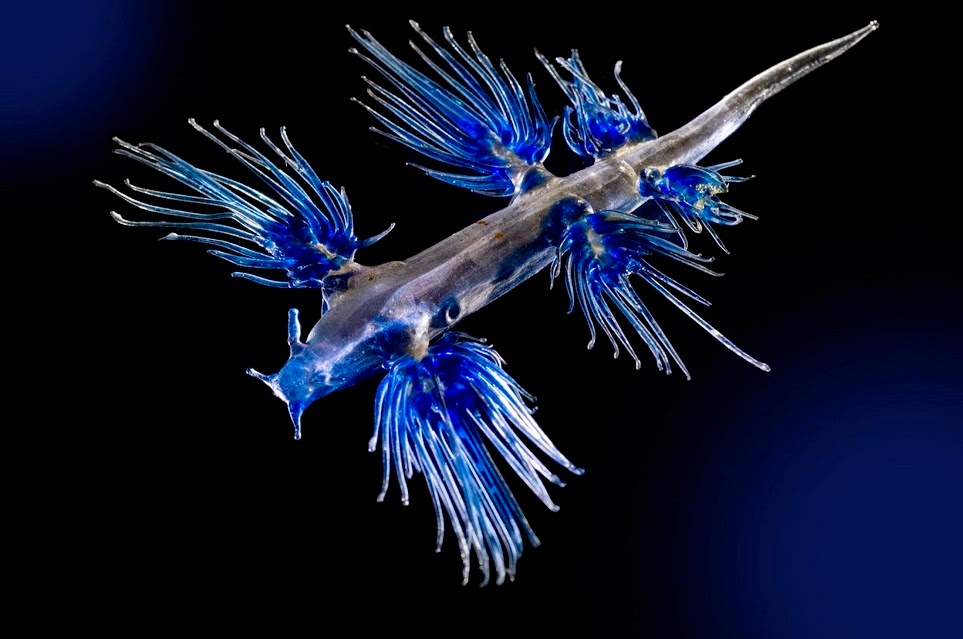 Blue Angel ~ Nature Conservancy