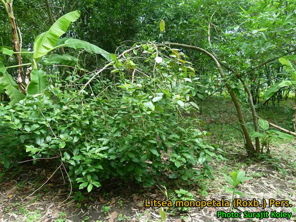 Medicinal Plants: Litsea monopetala, Meda, Maidaa-lakdi, Litsée à un ...
