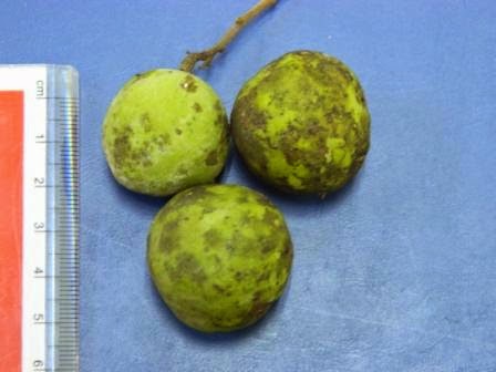 7RKN Kitani: BUAH SENGKUANG