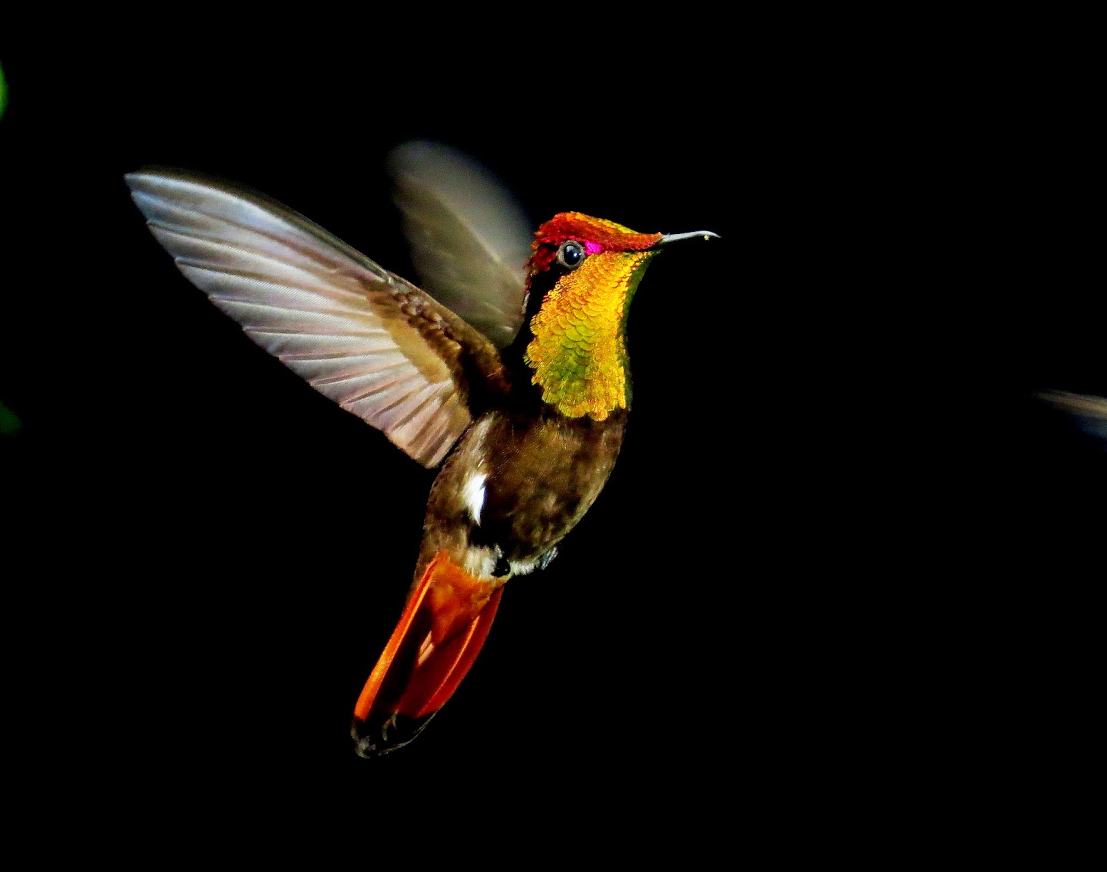 Aves de Venezuela con Historias