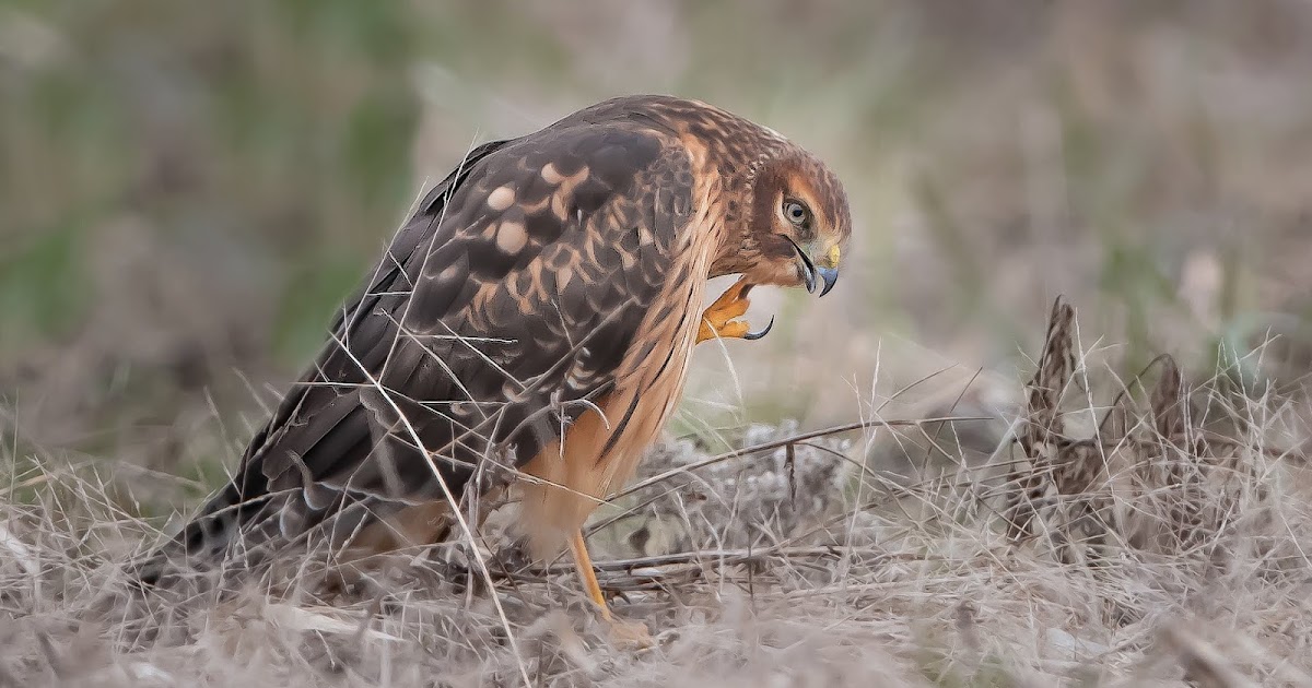 Back in the U.S.A.: The Harrier has Returned
