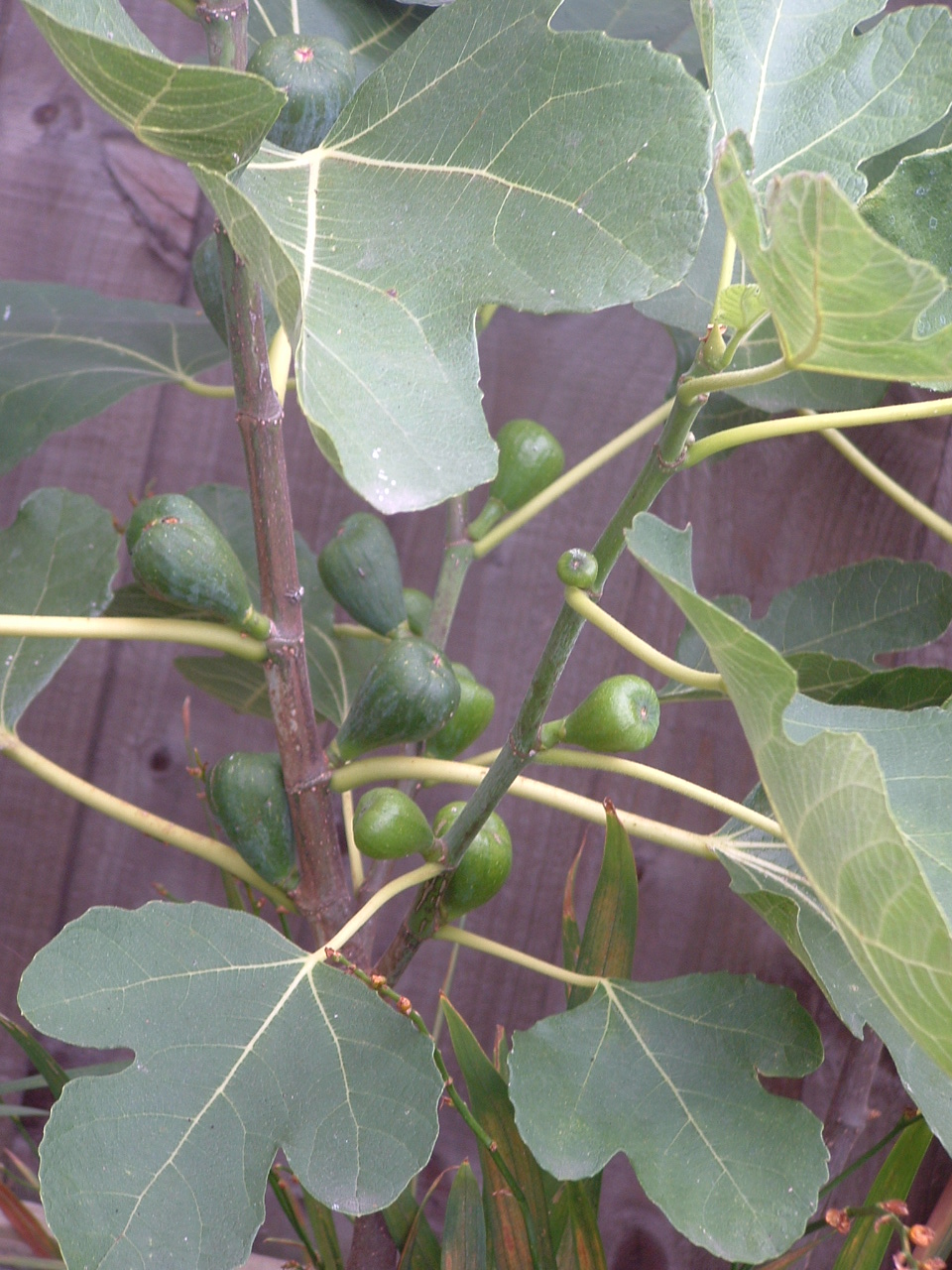 Galadriel's Garden: The fig tree