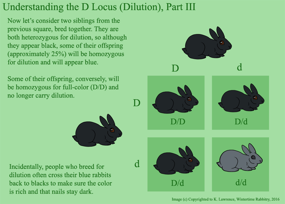 Rabbit Genetics And Musings: Cheat Sheet: Understanding the D Locus ...
