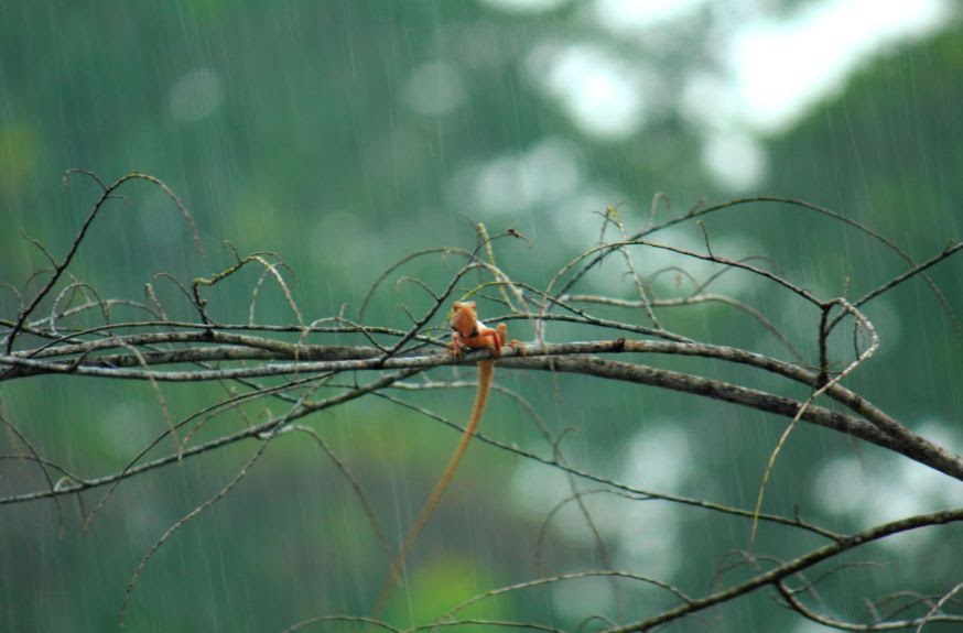 Part 2: Cicak Kubing