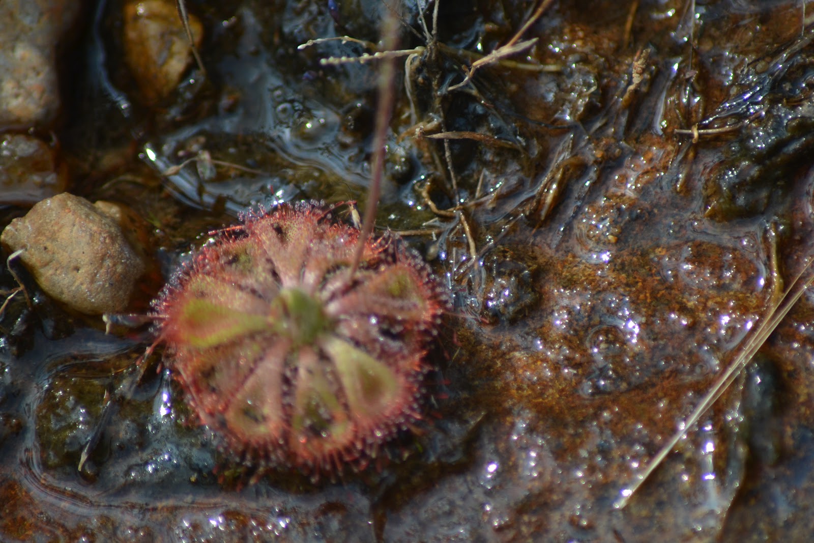 WWF-MSO: February 2012