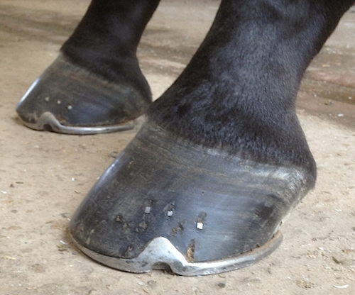 Fran Jurga`s Hoofcare + Lameness: Farrier Jim Hayter Wins Burghley ...