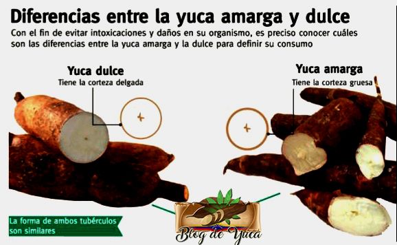No Mueras Comiendo Yuca "Como Reconocer la Yuca Amarga"