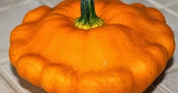 Seminte si plante de gradina hobby: Dovlecel Patison portocaliu