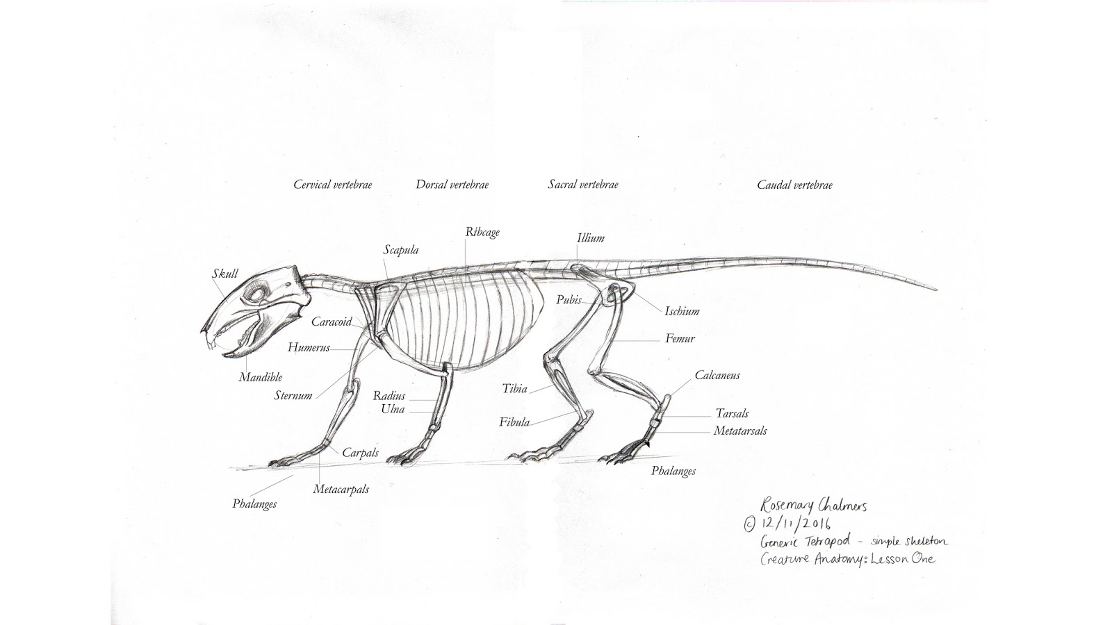 Rosemary Chalmers — concept art and illustration: Creature Anatomy with ...