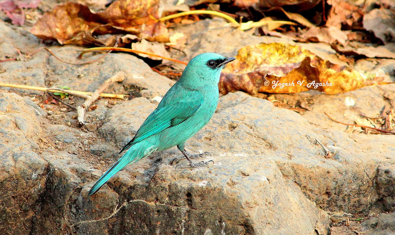 Yogesh V. Agashe Travel Photography: Sinhagad Valley Bird Photography, Pune