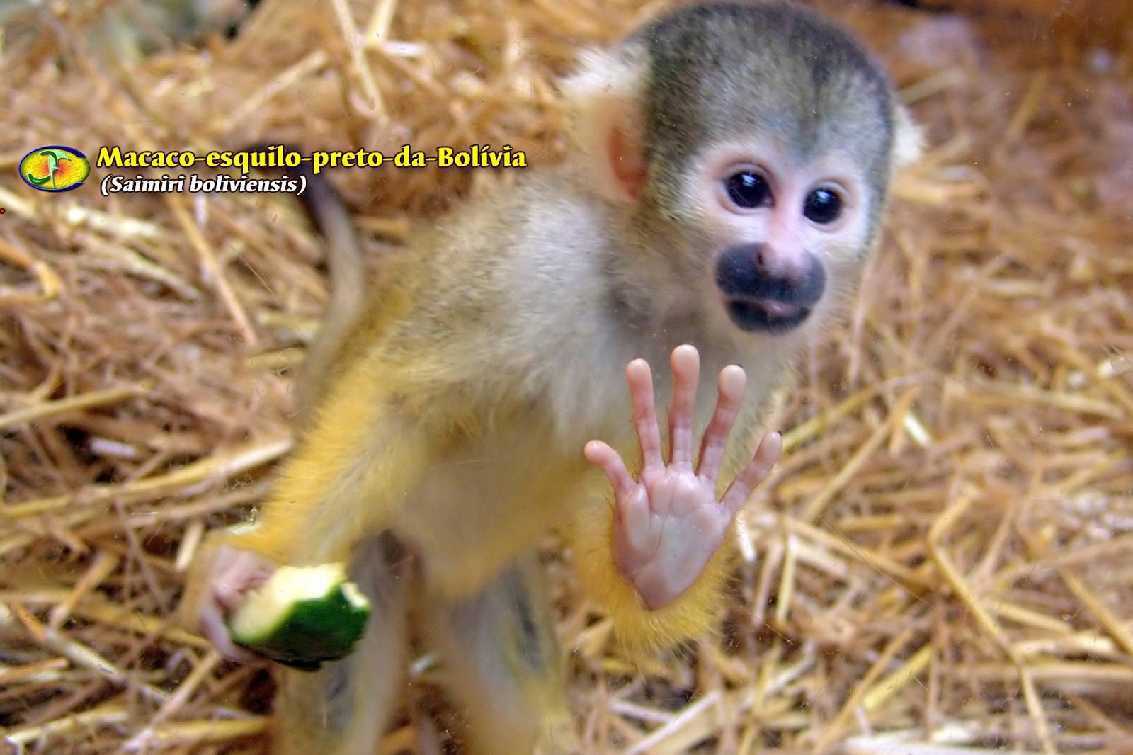 Mamíferos: Macaco-esquilo-preto-da-Bolivia (Saimiri boliviensis)