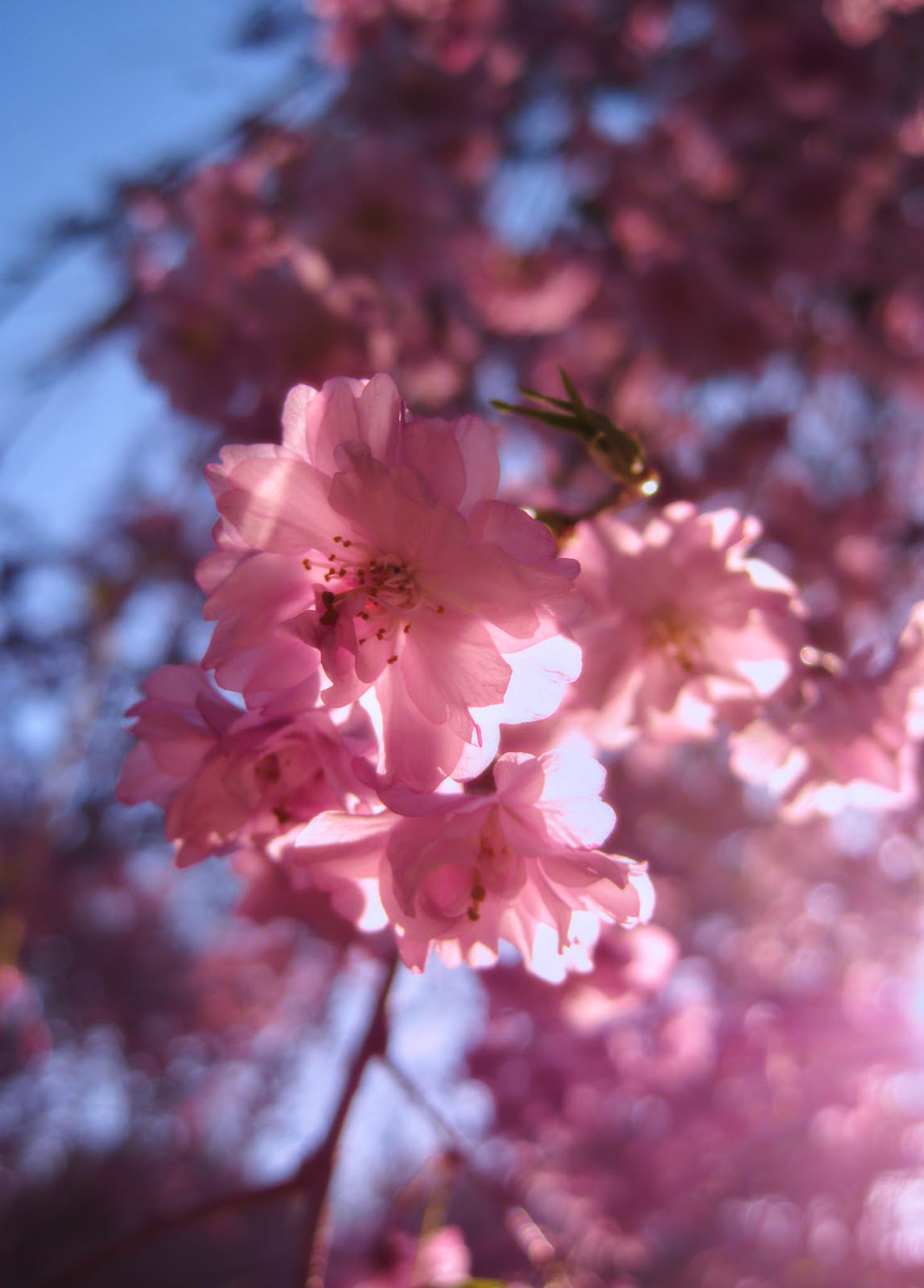 Kissui ! - Le rêve façon Japon