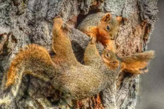 See this cute photo of three squirrels cuddling