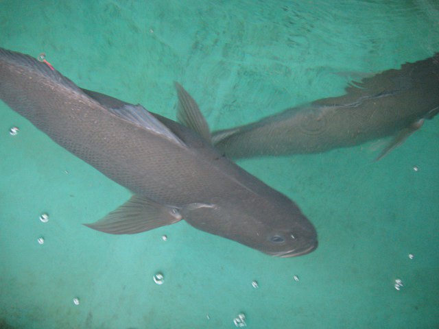 Artes de Pesca: VAMOS A PESCAR TOTOABA