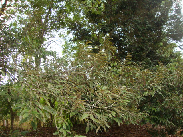 Living in Luvimin, Kidapawan || GENSANarium