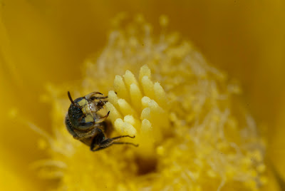 foto y natura: Abejas mexicanas