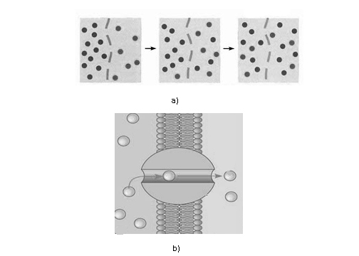 Pengertian Sel, Teori Sel, dan Macam Sel (Biologi) ~ Perpustakaan Vikko